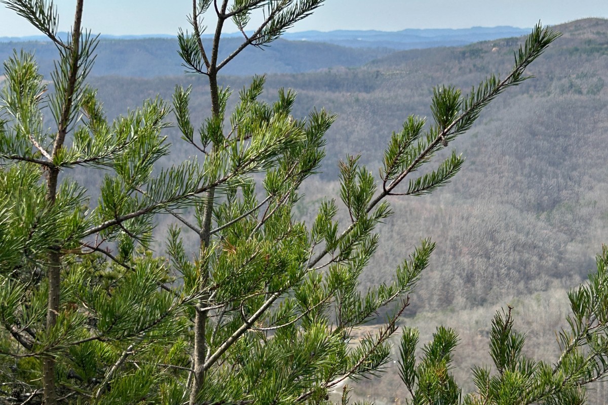 Campbell County - Julie Zittnan